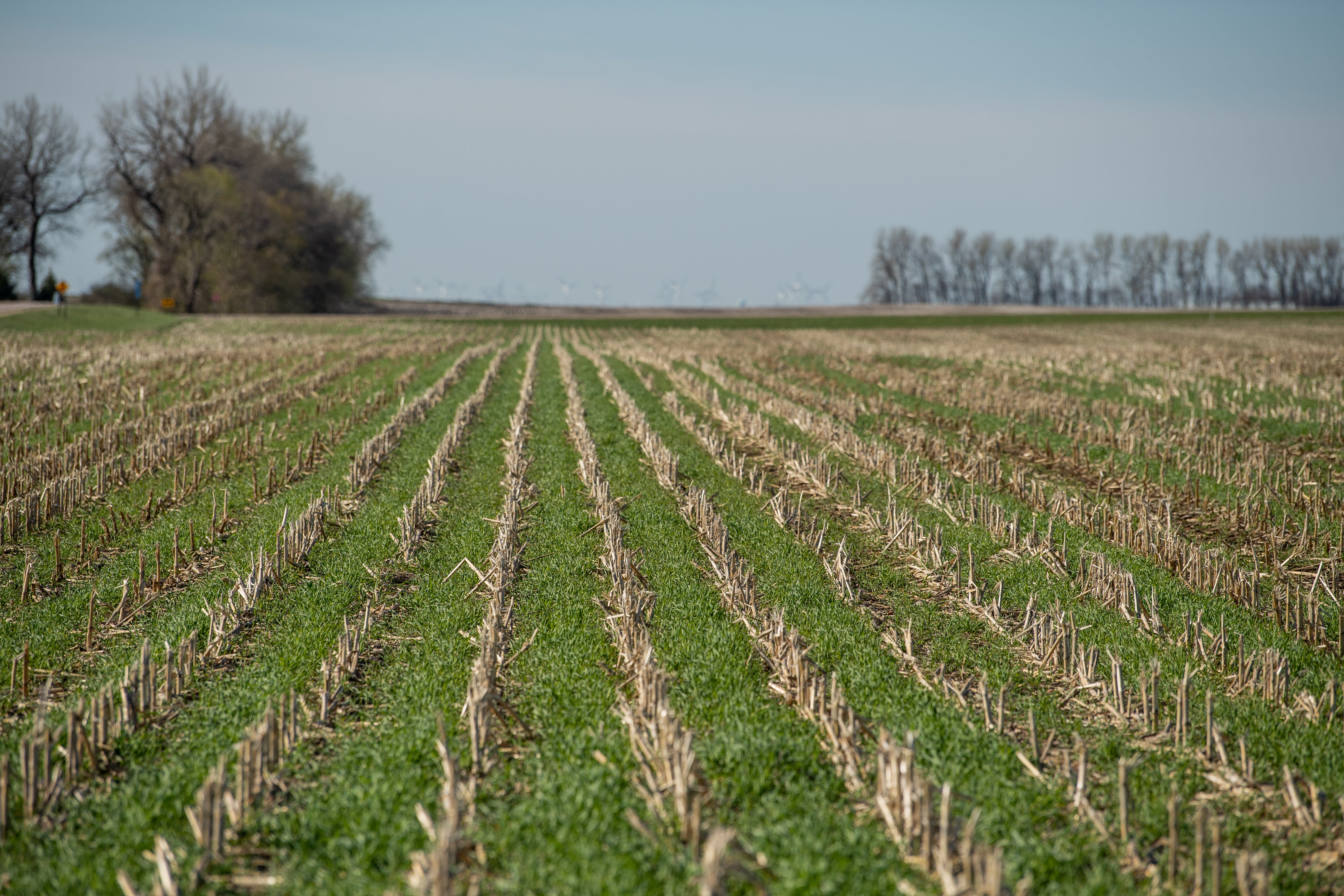 Midwest farmers continue to increase cover crops | Quality Farm Supply